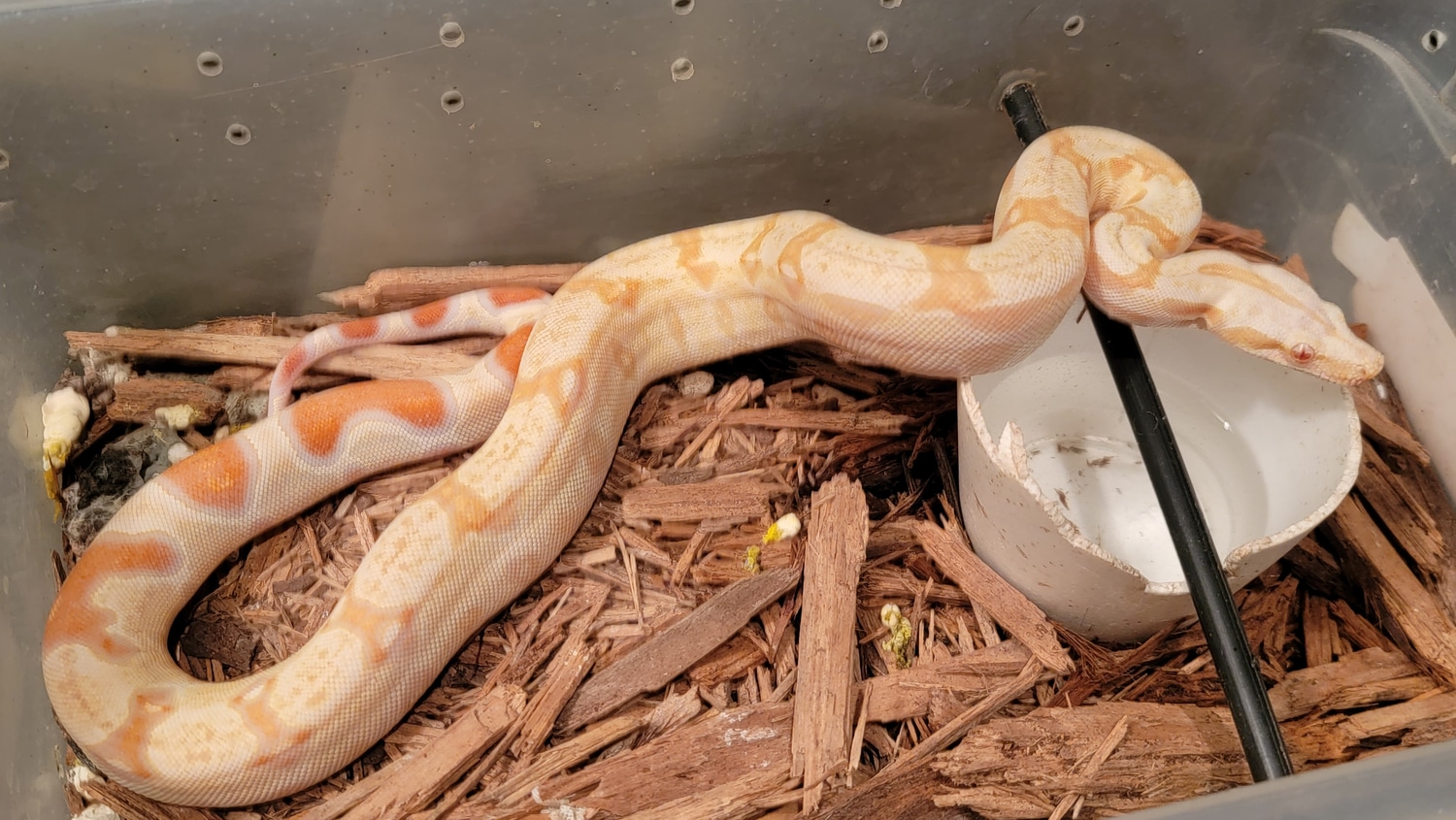 Kahl Albino Boa Constrictor by Extraordinary Ectotherms - MorphMarket