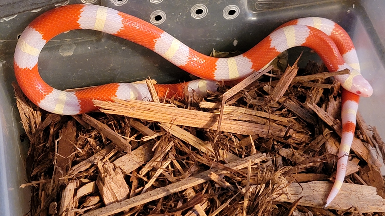 Albino Nelson's Milk Snake by Extraordinary Ectotherms - MorphMarket