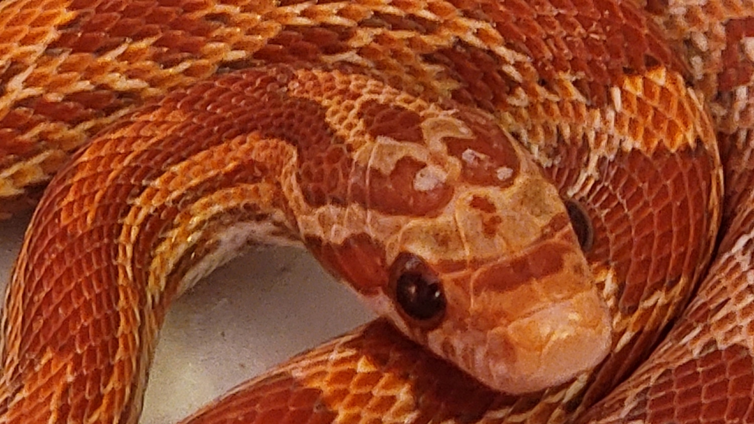 Lava Corn Snake by Extraordinary Ectotherms - MorphMarket