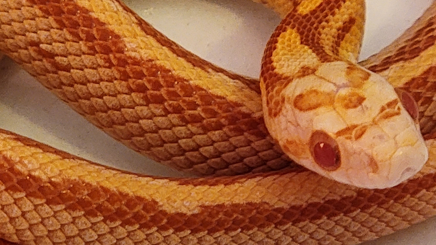Amel Motley Corn Snake by Extraordinary Ectotherms - MorphMarket