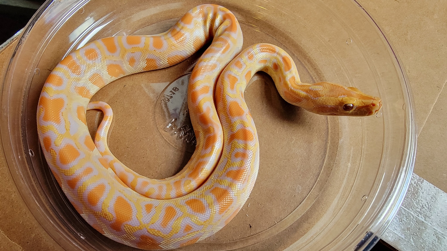 Albino Burmese Python by Extraordinary Ectotherms - MorphMarket