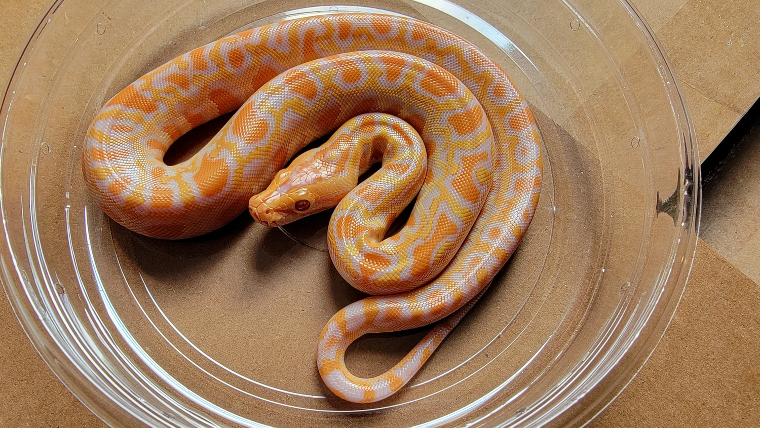 Albino Burmese Python by Extraordinary Ectotherms - MorphMarket