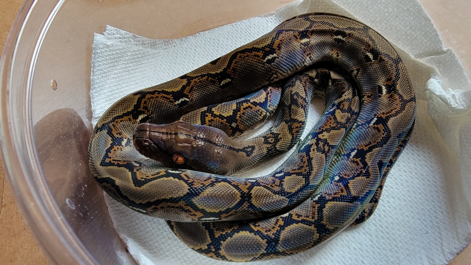 Sumatra Type Reticulated Python by Extraordinary Ectotherms - MorphMarket