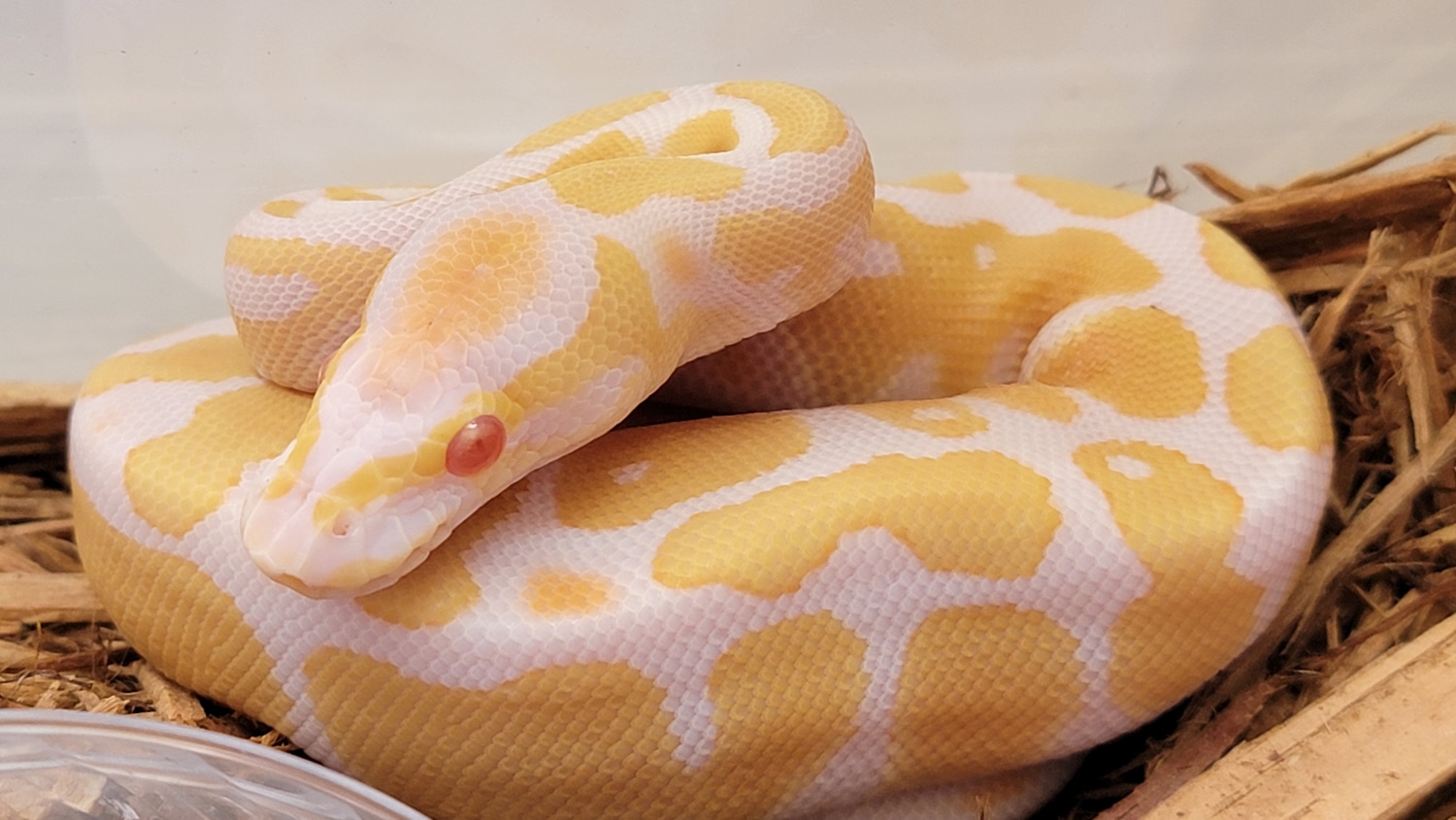 Albino Tiger Ball Python by Extraordinary Ectotherms - MorphMarket