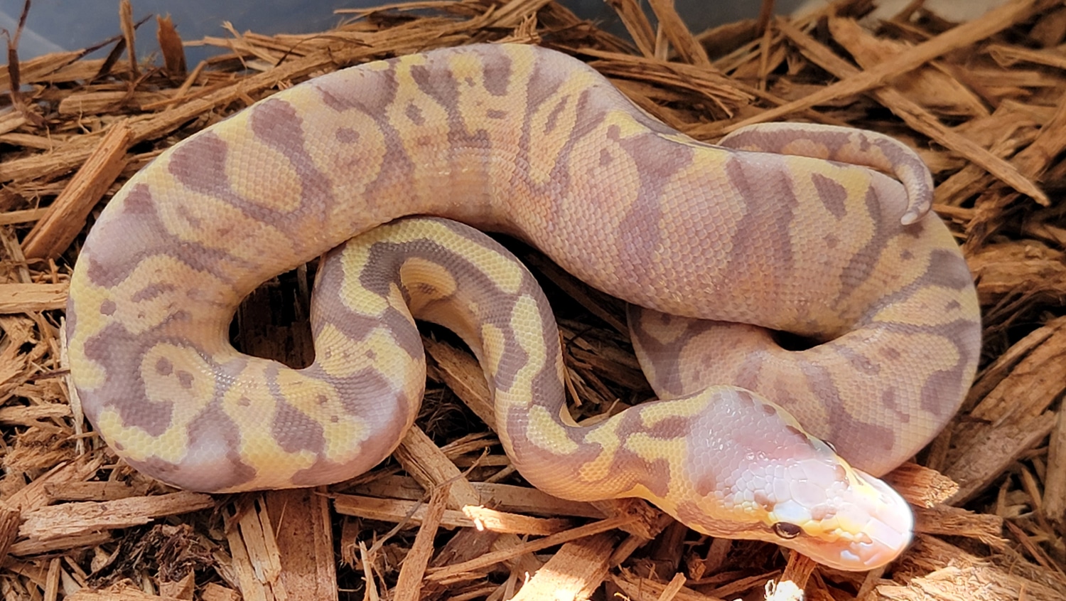 Pastel Coral Glow 66% Het Clown Ball Python by Extraordinary Ectotherms ...