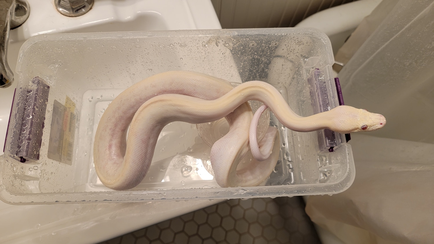 Blizzard Burmese Python by Extraordinary Ectotherms - MorphMarket