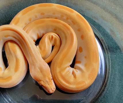 100% Het Albino Burmese Python by Extraordinary Ectotherms - MorphMarket