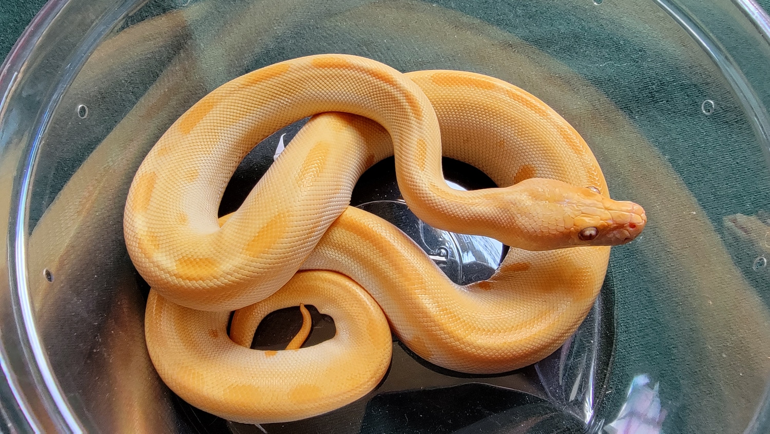Albino Green Burmese Python by Extraordinary Ectotherms - MorphMarket