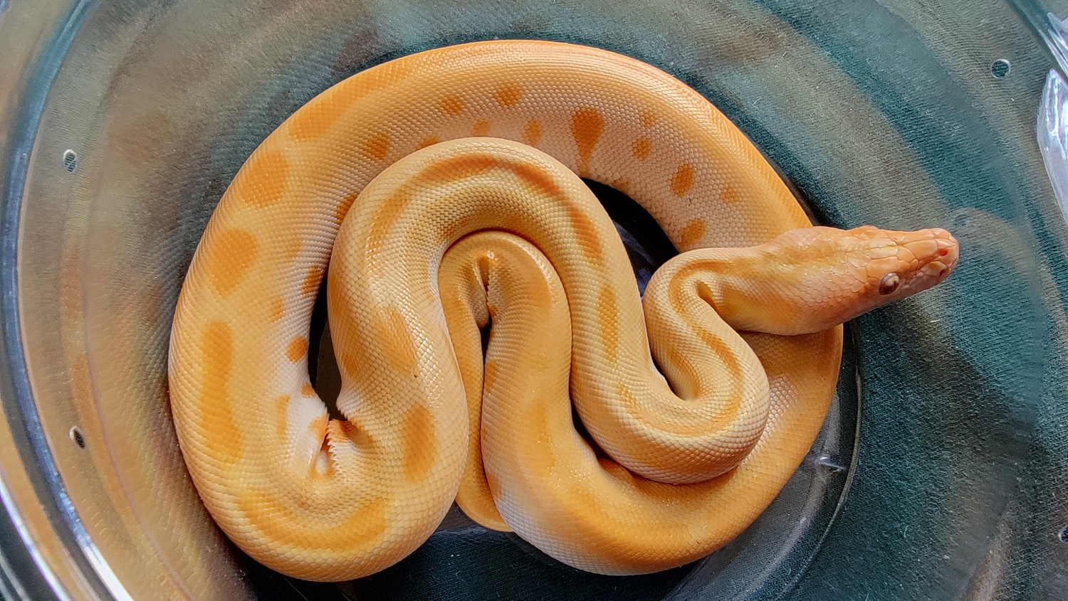 Albino Green Tame With Video Proof! Burmese Python by Extraordinary ...