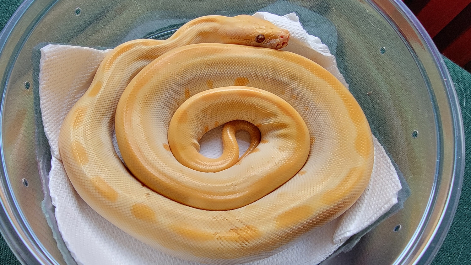 Albino Green Burmese Python by Extraordinary Ectotherms - MorphMarket