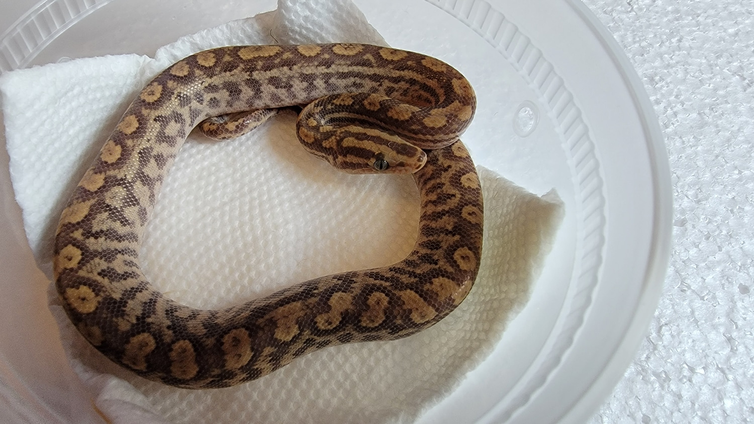 100% Het Albino 66% Het T Plus Colombian Rainbow Boa by Extraordinary ...