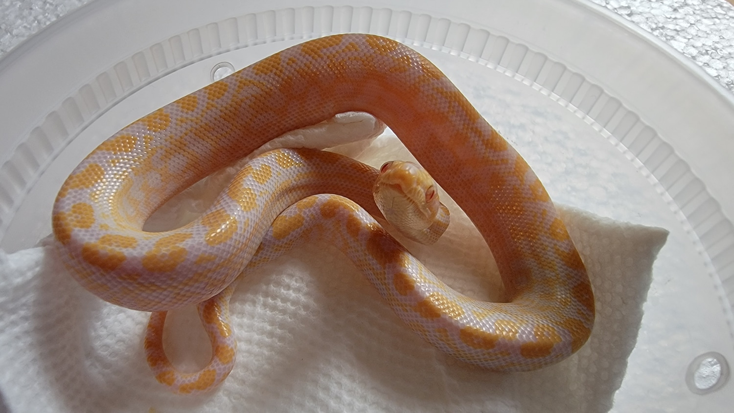 Albino Colombian Rainbow Boa by Extraordinary Ectotherms - MorphMarket