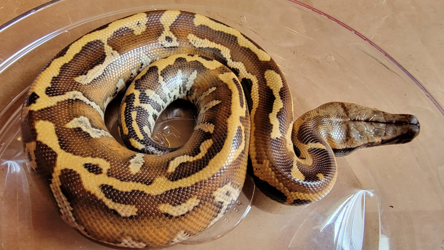 Red Blood Blood Python by Extraordinary Ectotherms - MorphMarket