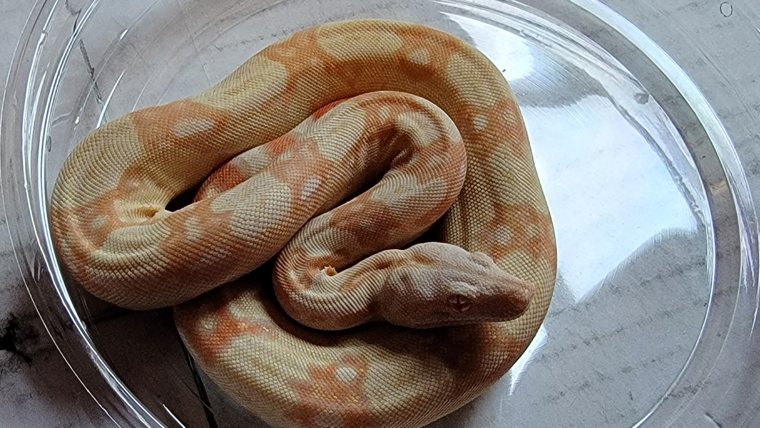 Albino Jungle Is Tame! Video Proof!! Boa Constrictor by Extraordinary ...