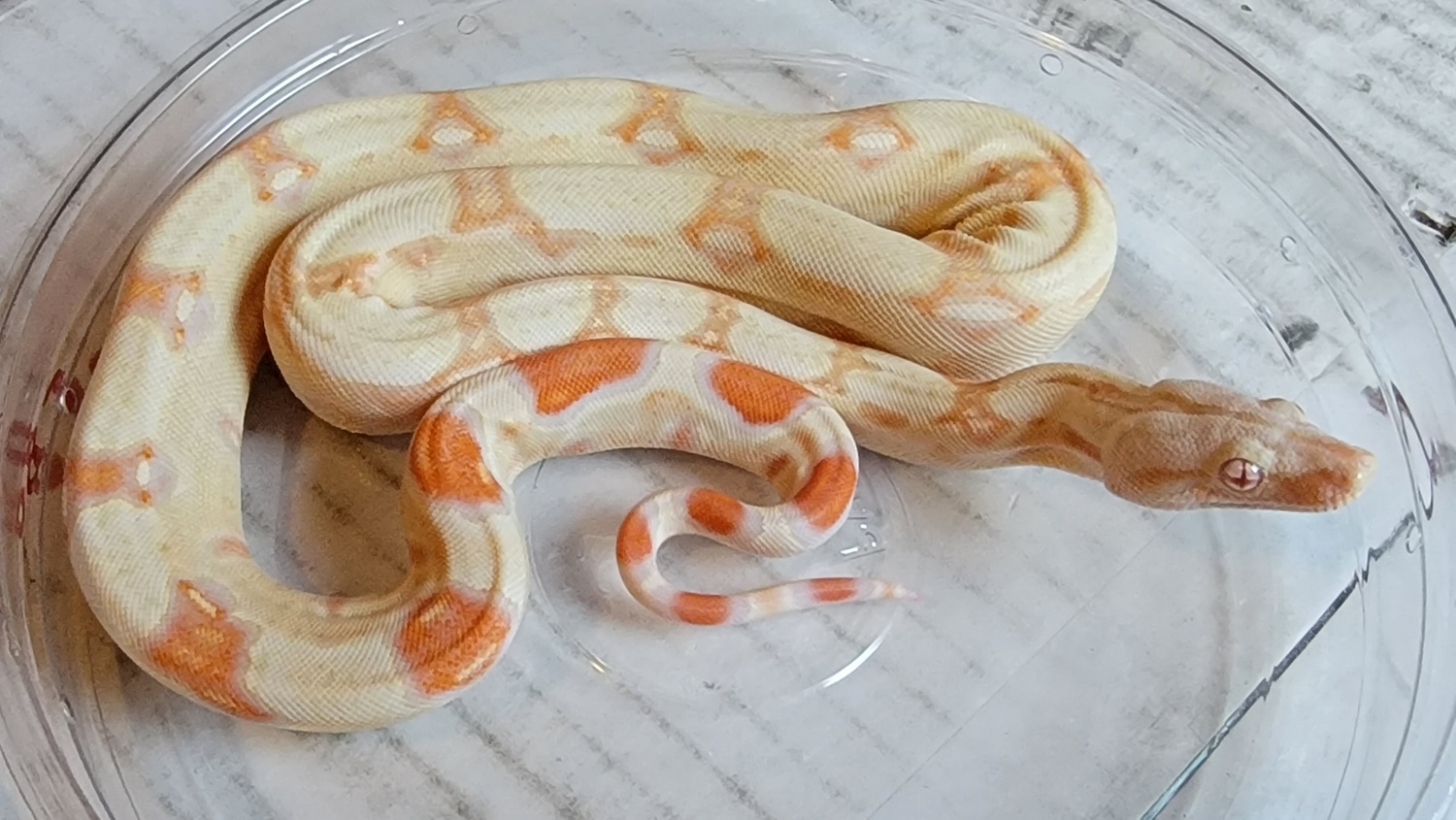 Albino Jungle Boa Constrictor by Extraordinary Ectotherms - MorphMarket