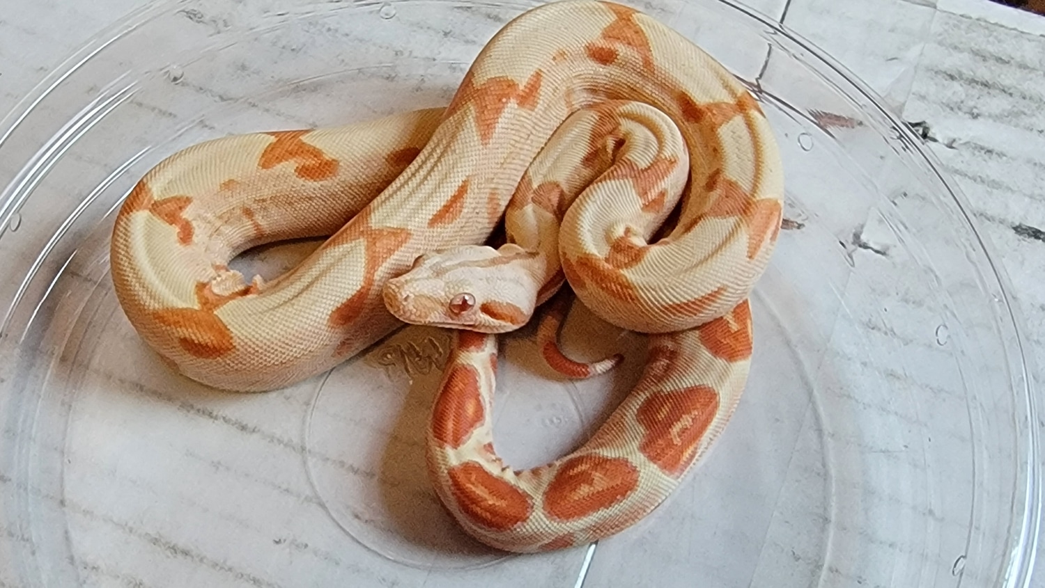 Sunglow Boa Constrictor by Extraordinary Ectotherms - MorphMarket