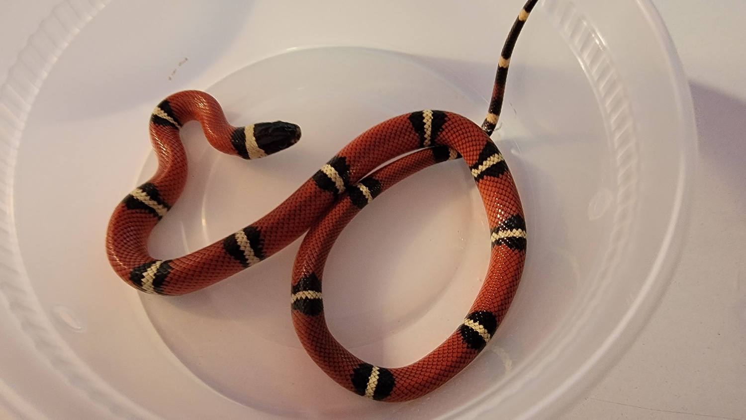 Sinaloan Milk Snake by Extraordinary Ectotherms - MorphMarket