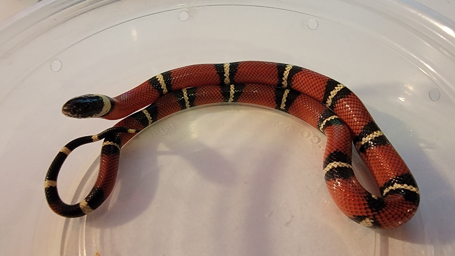 Sinaloan Sinaloan Milk Snake by Extraordinary Ectotherms - MorphMarket