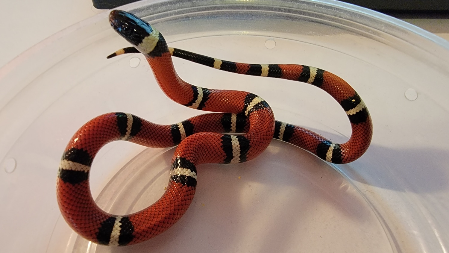 Sinaloan Milk Snake by Extraordinary Ectotherms - MorphMarket