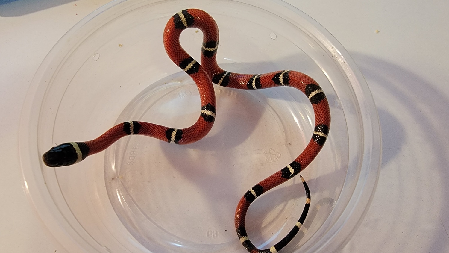 Sinaloan Milk Snake by Extraordinary Ectotherms - MorphMarket