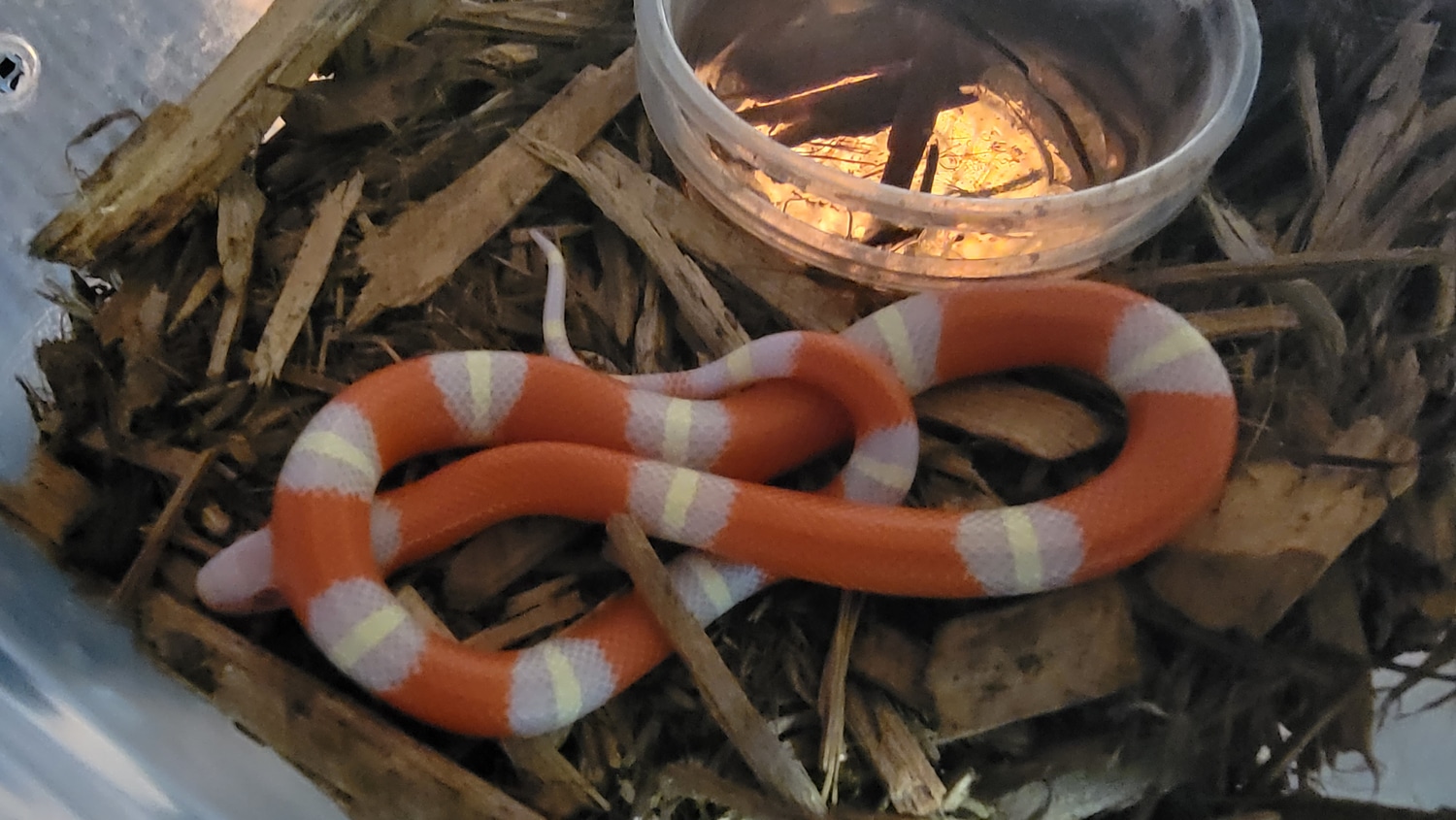 Milkshake Nelson's Milk Snake by Extraordinary Ectotherms - MorphMarket