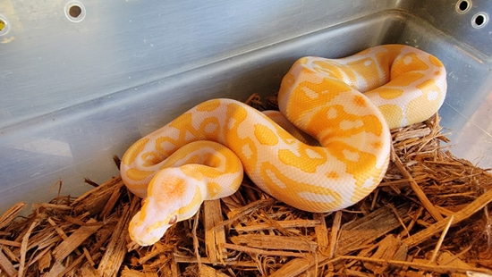 Pastel Lavender Albino Ball Python by Extraordinary Ectotherms