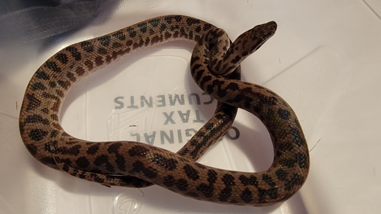 2021 Male Spotted Python by Extraordinary Ectotherms