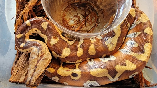 Red Blood Blood Python by Extraordinary Ectotherms