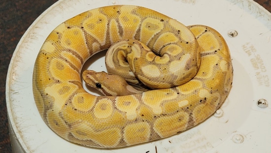 Banana POS Black Pastel 100% Het G Stripe 50% Het Candy Ball Python by ...