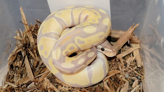 Coral Glow Het G Stripe Ball Python by Extraordinary Ectotherms