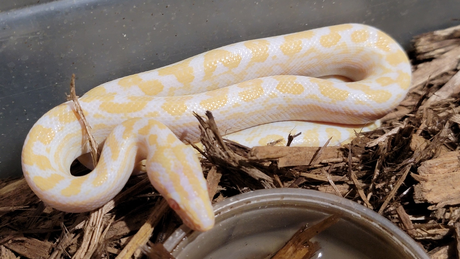 Albino Colombian Rainbow Boa by Extraordinary Ectotherms - MorphMarket