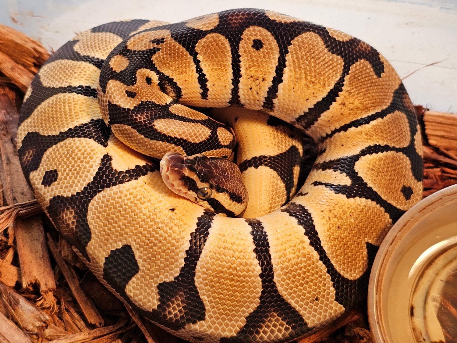 Pastel Motley 66% Het Clown Ball Python by Extraordinary Ectotherms ...