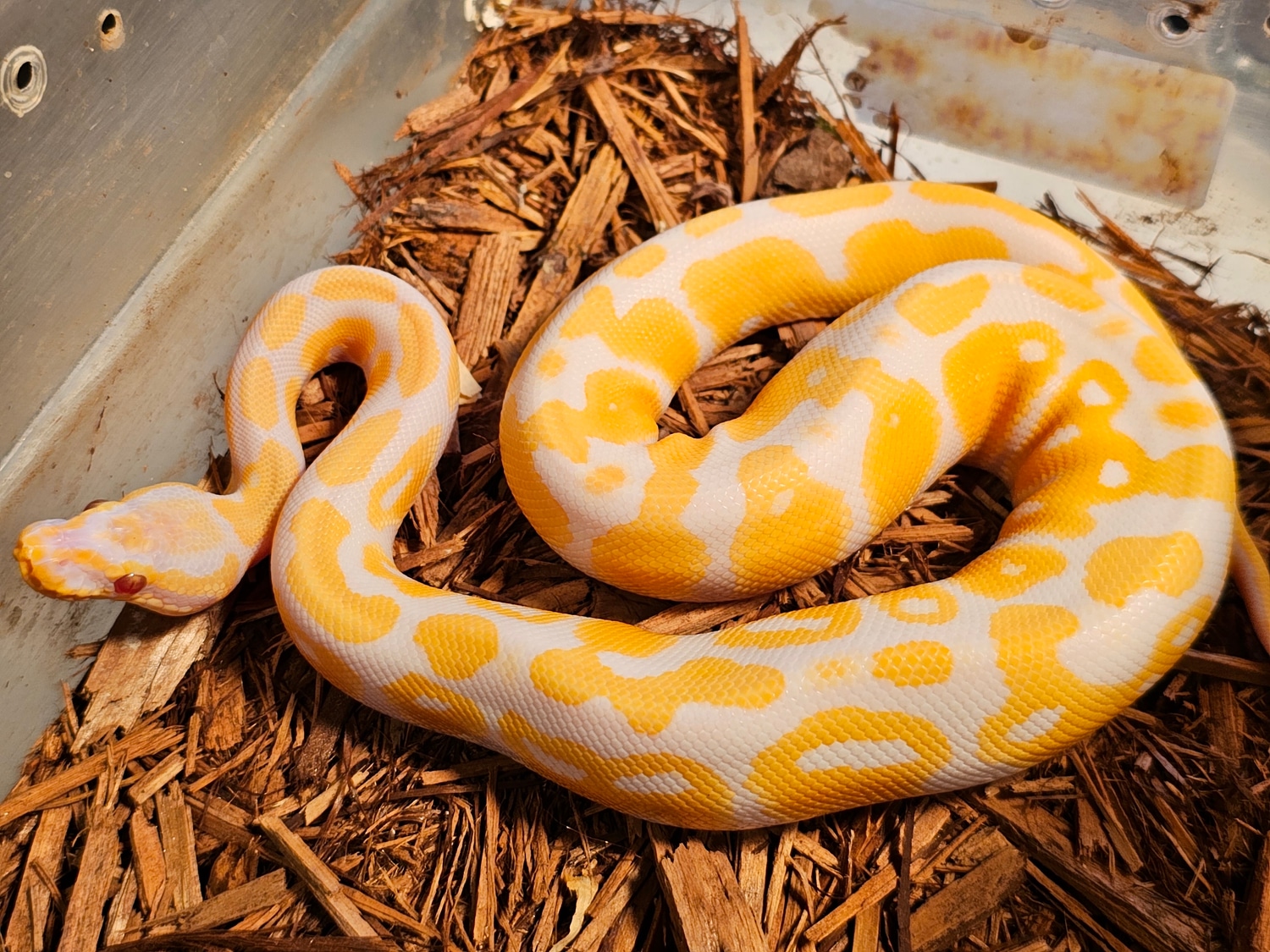 Super Pastel Lavender Albino. Tame Video Proof In Ad! Ball Python by ...