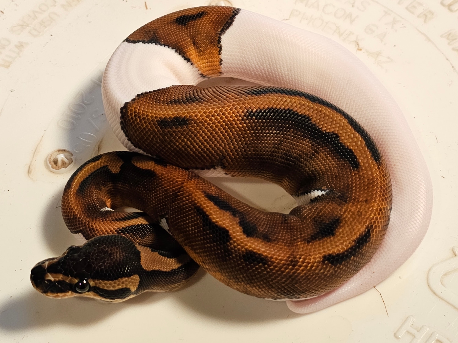 Pied Jolliff Tiger Het Albino Video In Ad!! Ball Python by ...