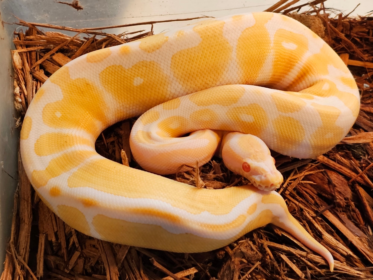 Albino Tiger. TAME! Video Proof In Ad! Ball Python by Extraordinary ...