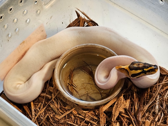 Fire Pied. TAME! Video Proof In Ad! Ball Python by Extraordinary Ectotherms
