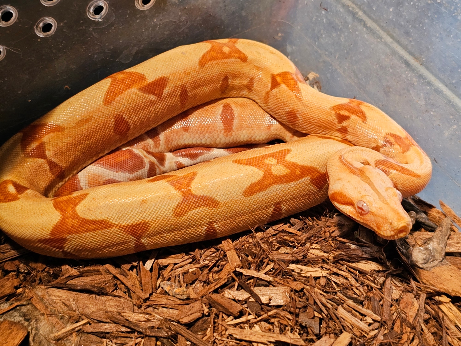 Sunglow Is Tame. VIDEO PROOF! Boa Constrictor by Extraordinary ...
