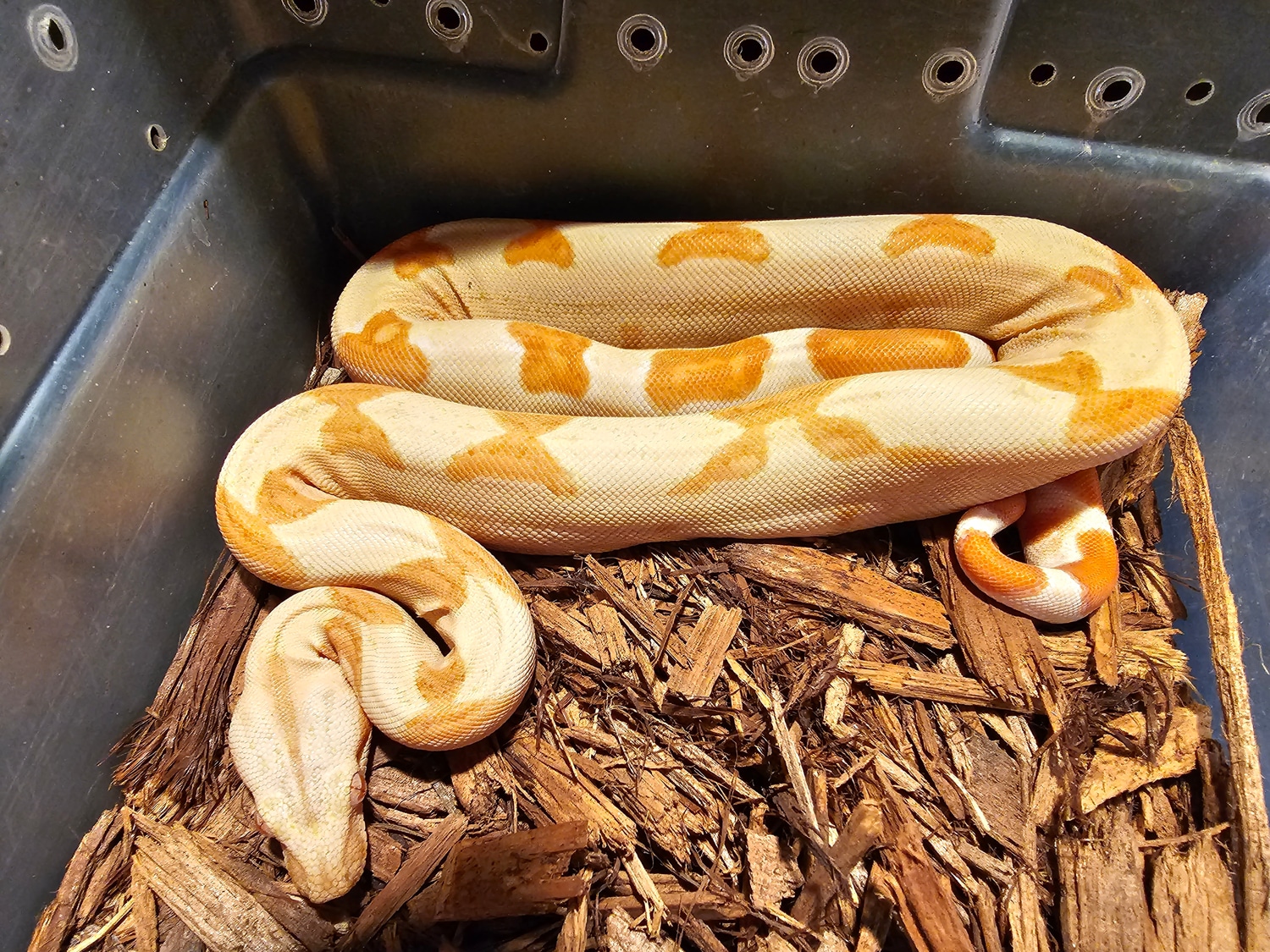 Sunglow Boa Constrictor by Extraordinary Ectotherms - MorphMarket
