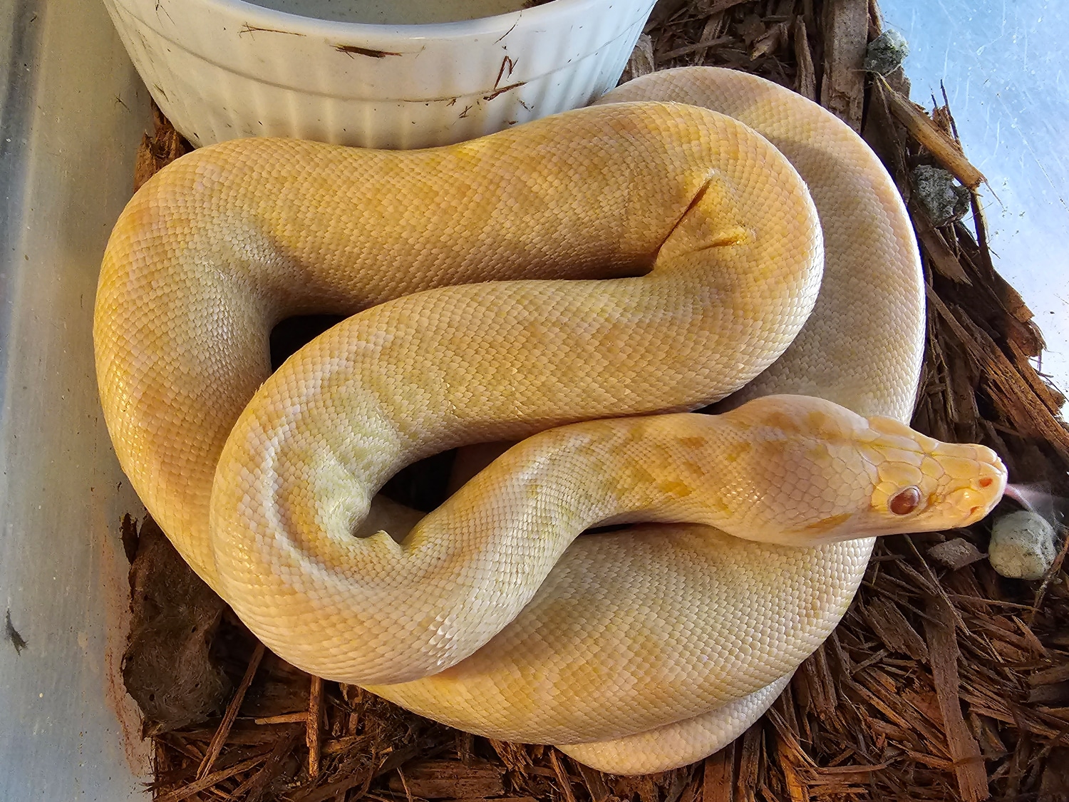 Pearl Granite Is Hissy But Tame. Video Proof! Burmese Python by ...