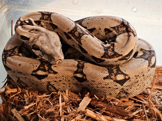Female BCI Is Tame! Video Proof! Boa Constrictor by Extraordinary ...