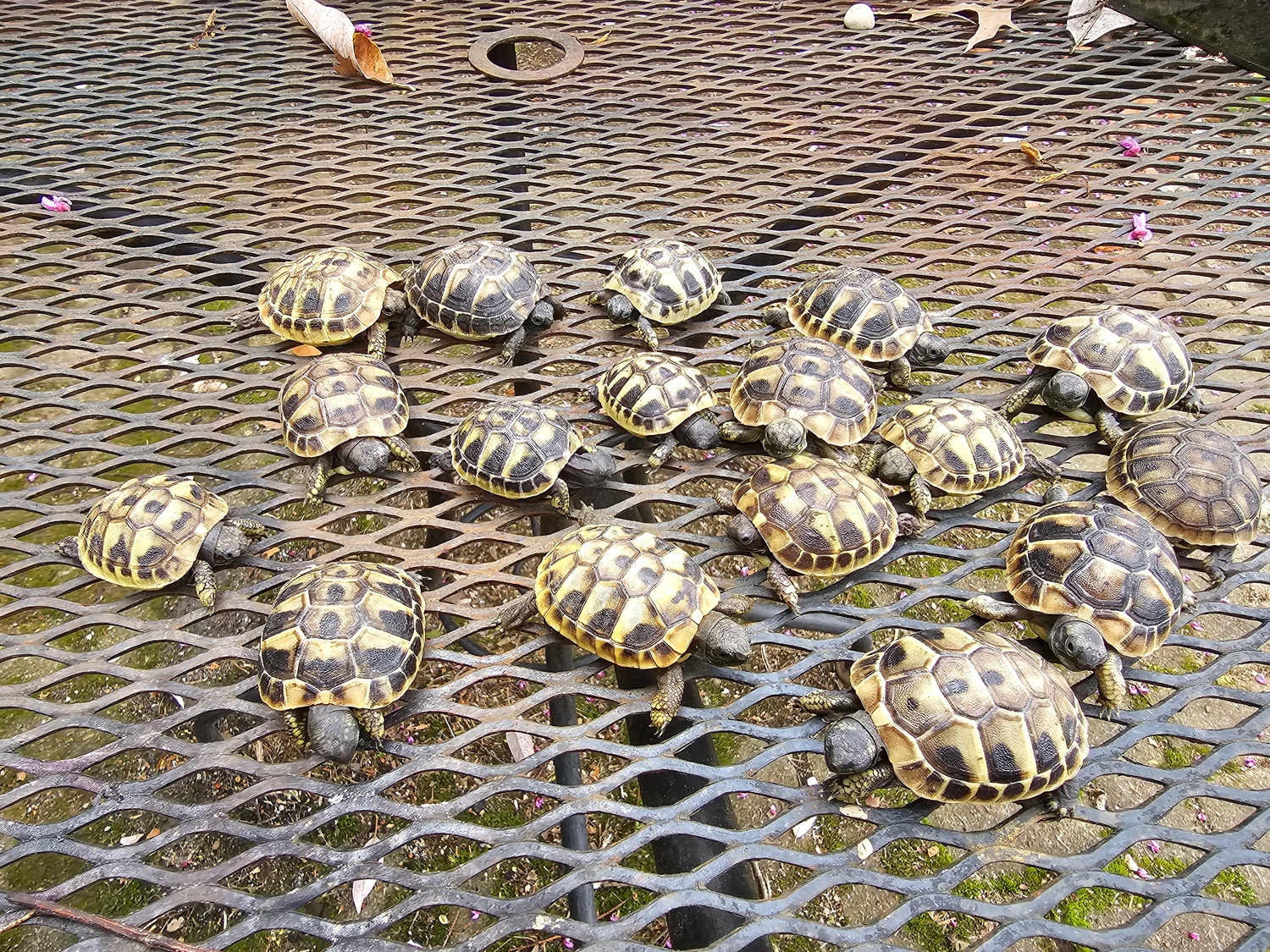 Eastern Hermann's With Video Hermann's Tortoise by Extraordinary ...