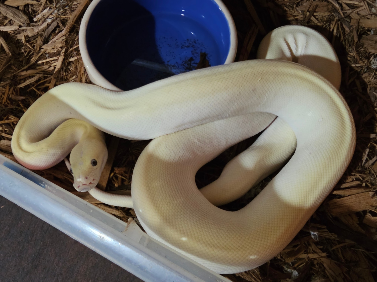 Ivory Burmese Python by Extraordinary Ectotherms - MorphMarket