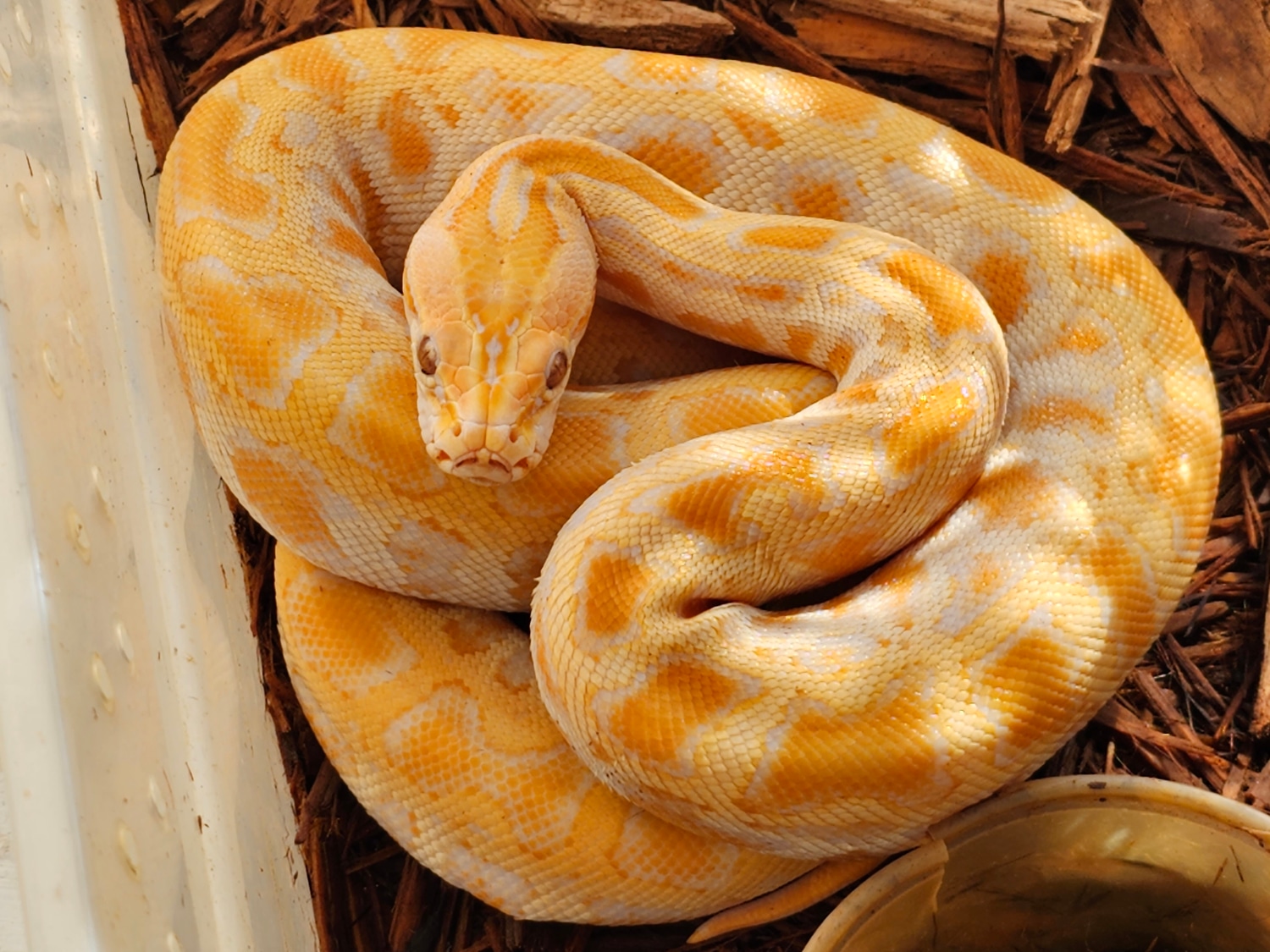 Albino Het Geen Burmese Python by Extraordinary Ectotherms - MorphMarket