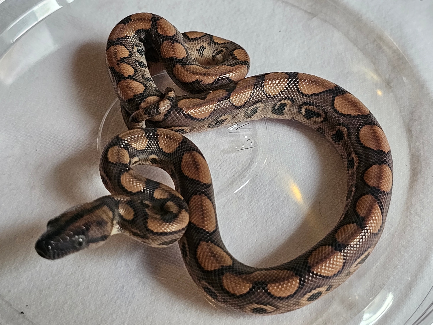 Male Brb Brazilian Rainbow Boa by Extraordinary Ectotherms - MorphMarket