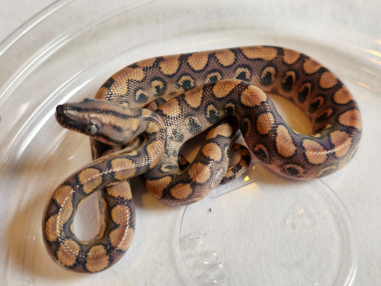 Brazil Rainbow Brazilian Rainbow Boa by Extraordinary Ectotherms ...