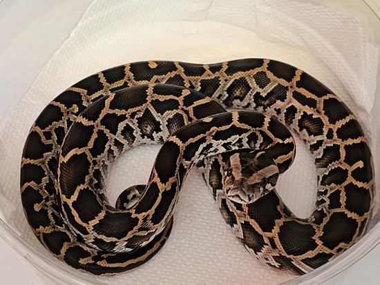 Het Albino Het Granite Burmese Python by Extraordinary Ectotherms