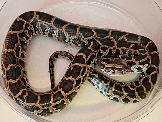 Het Albino Het Granite Burmese Python by Extraordinary Ectotherms