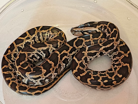 Het Albino Het Granite Burmese Python by Extraordinary Ectotherms