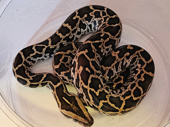 Het Albino Het Granite Burmese Python by Extraordinary Ectotherms