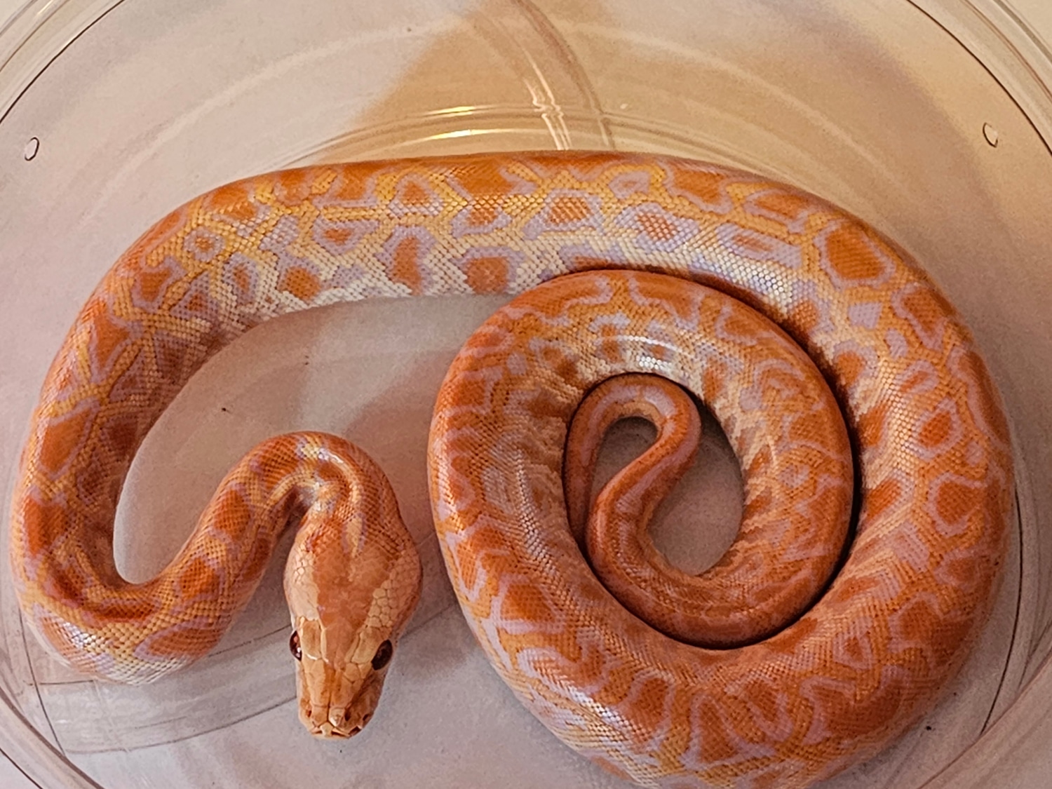 Albino Het Granite Burmese Python by Extraordinary Ectotherms - MorphMarket
